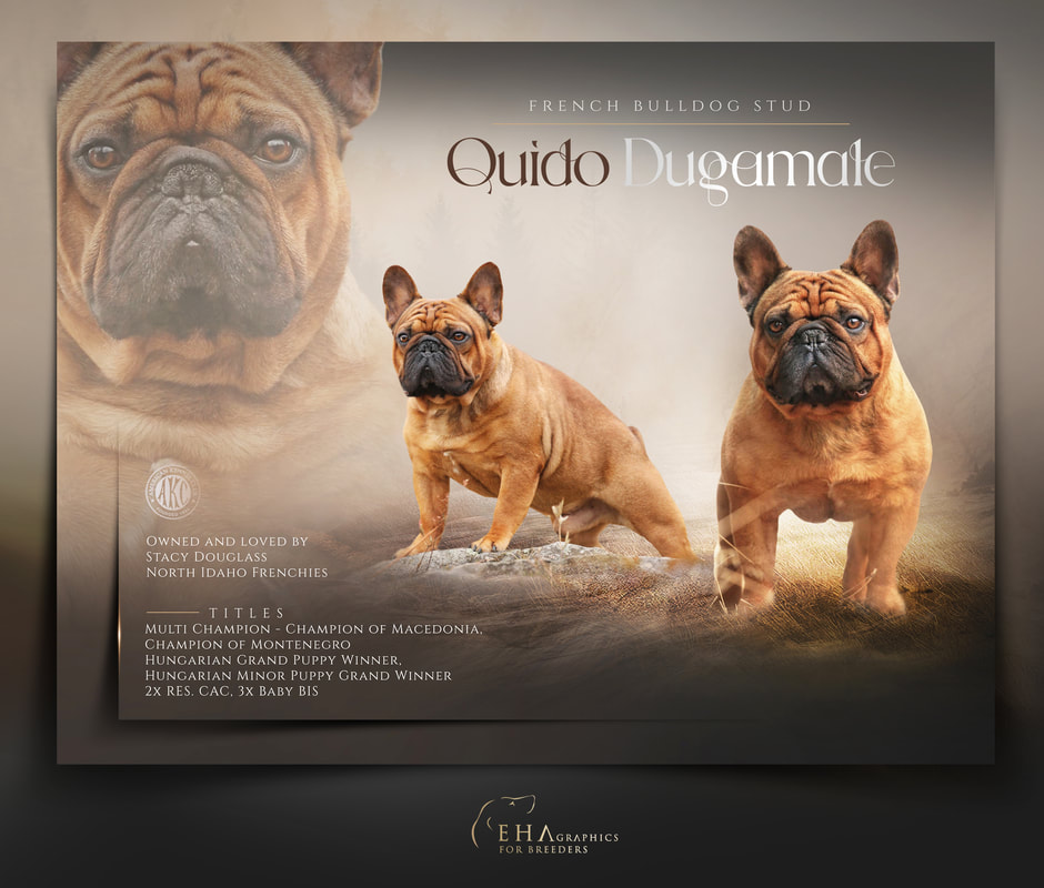 EHA GRAPHICS - DESIGN FOR BREEDERS AND STUD OWNERS