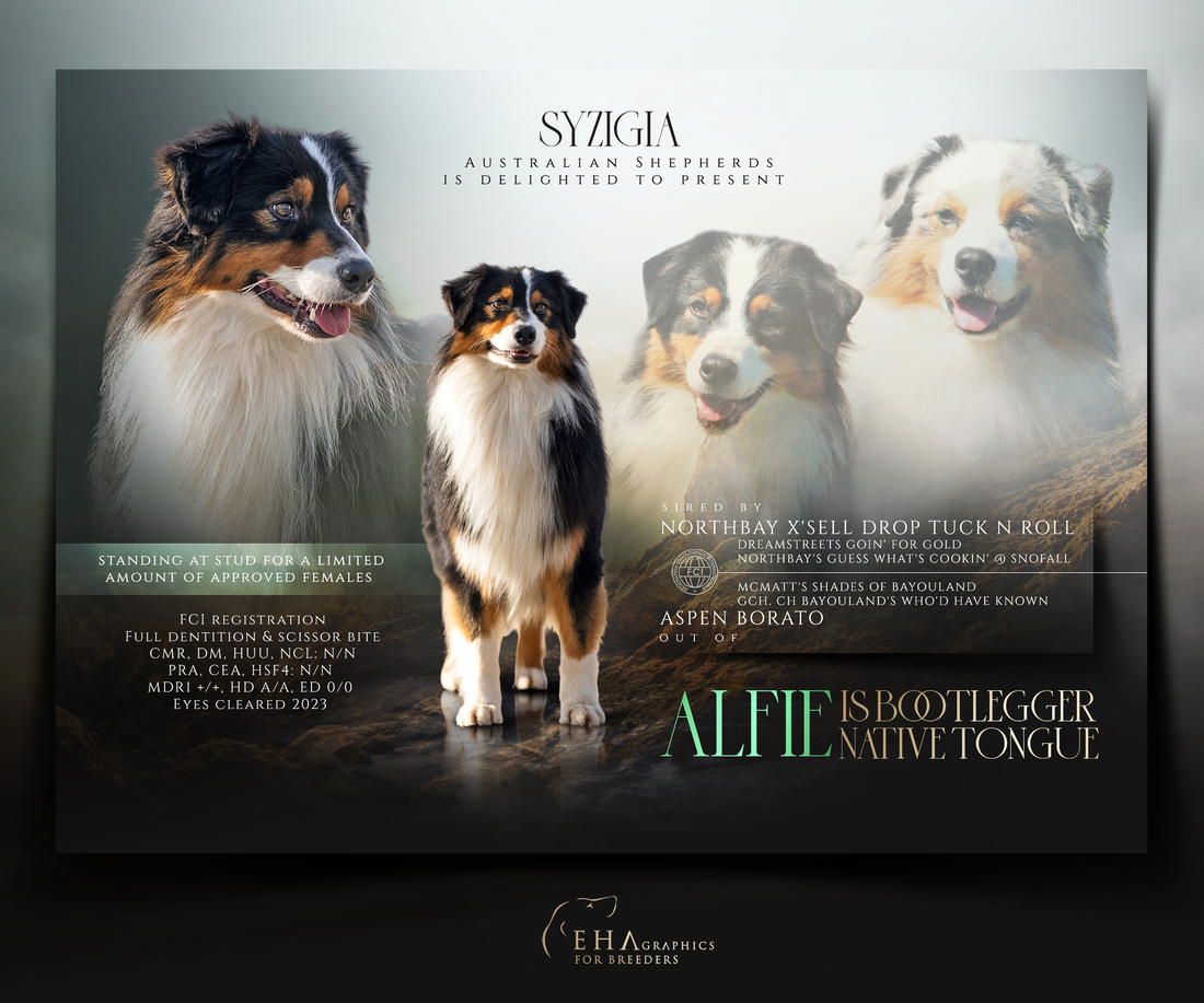 EHA GRAPHICS - DESIGN FOR BREEDERS AND STUD OWNERS