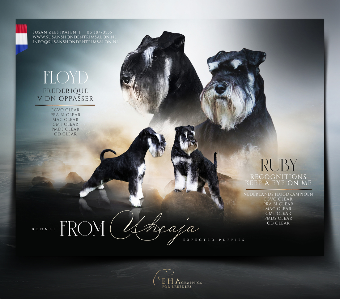 EHA GRAPHICS - DESIGN FOR BREEDERS AND STUD OWNERS